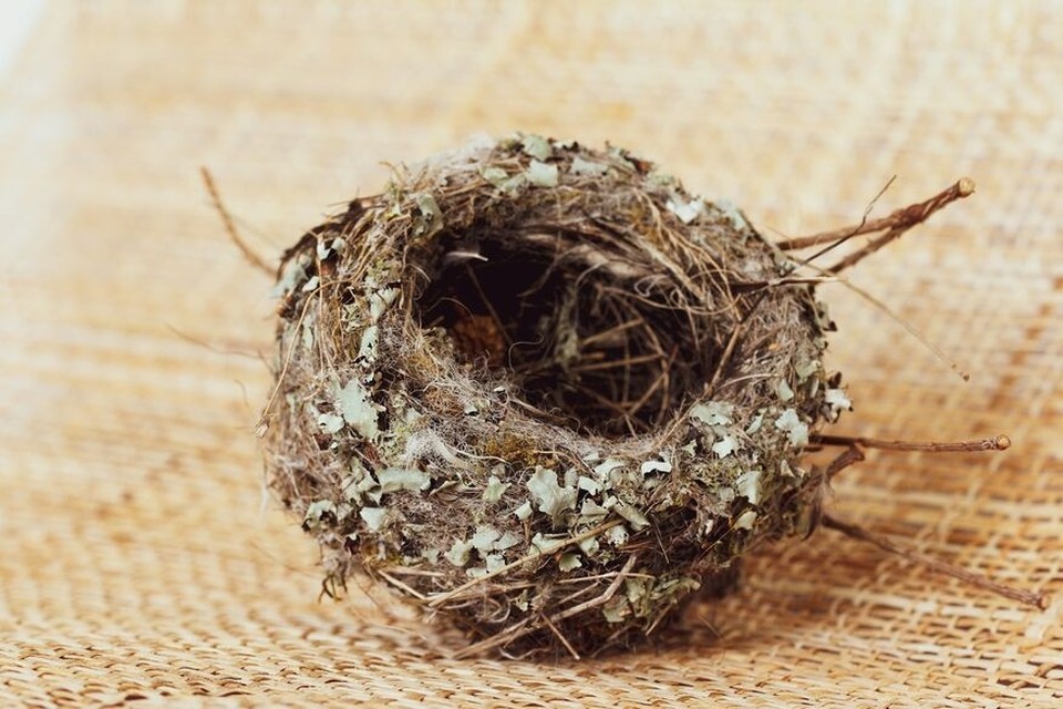 How to Cope with Empty Nest Syndrome When Children Leave for College ...